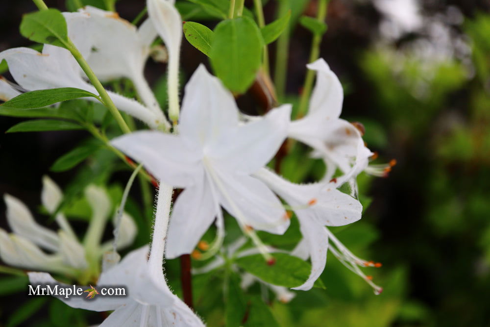 Buy Azalea 'Weston’s Innocence’ White Flowers Deciduous Azalea — Mr ...