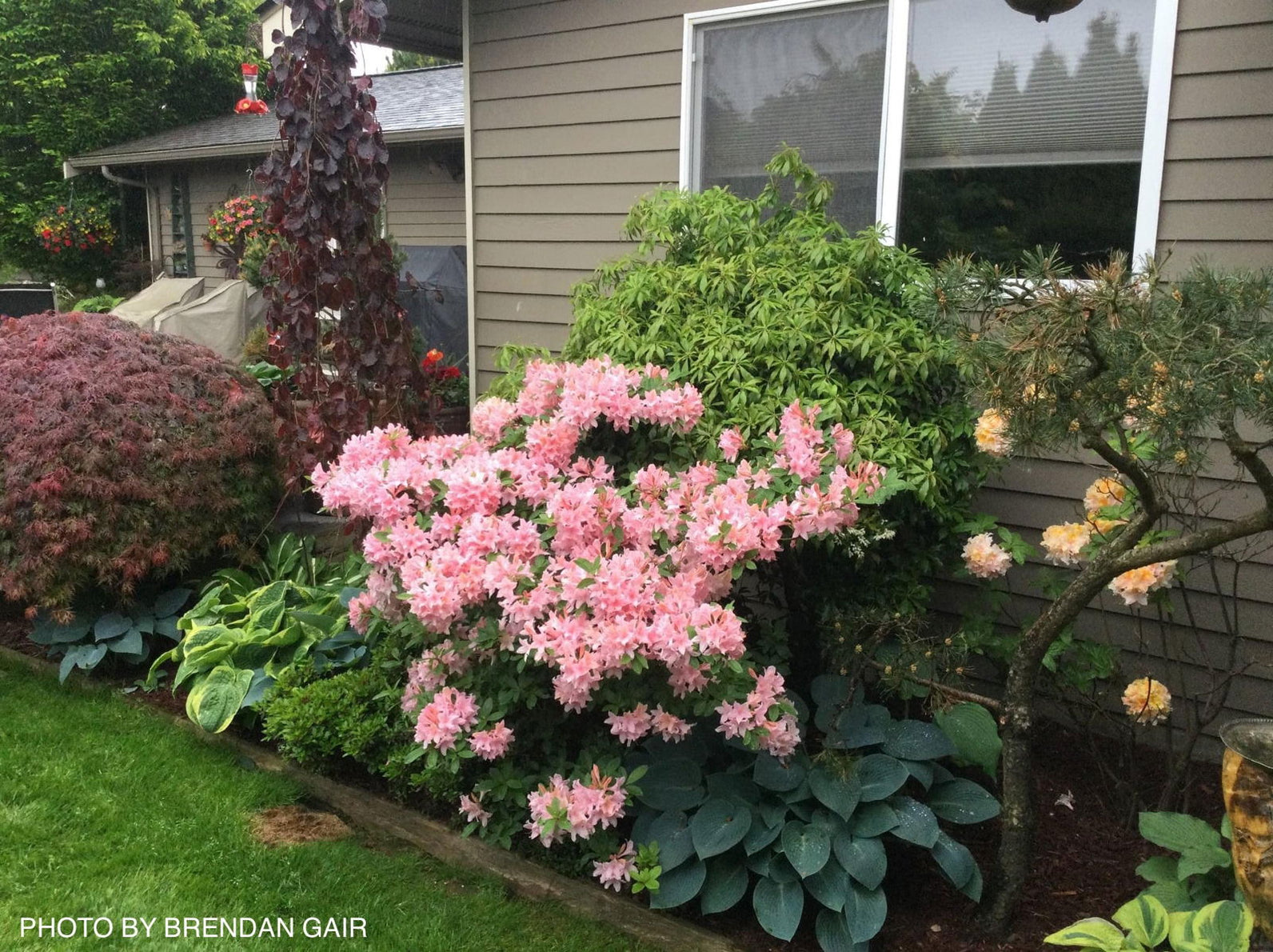 Buy Azalea 'Weston’s Parade’ Pink Flowers Deciduous Azalea — Mr Maple ...