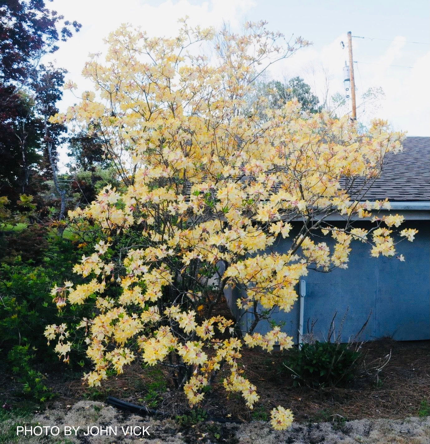 Azalea 'Yellow Alabamense’ Yellow Flowers Native Azalea — Mr Maple ...