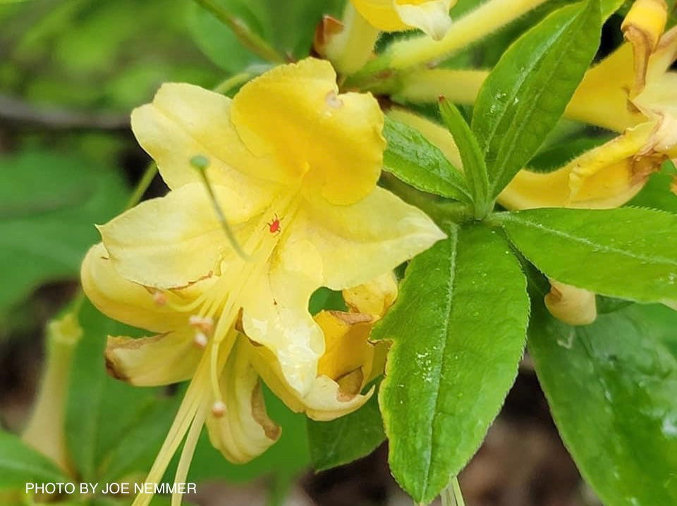 Azalea 'Yellow Alabamense’ Yellow Flowers Native Azalea — Mr Maple ...