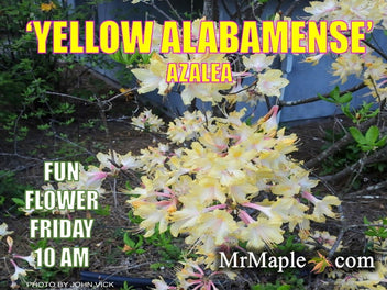 Azalea 'Yellow Alabamense’ Yellow Flowers Native Azalea — Mr Maple ...