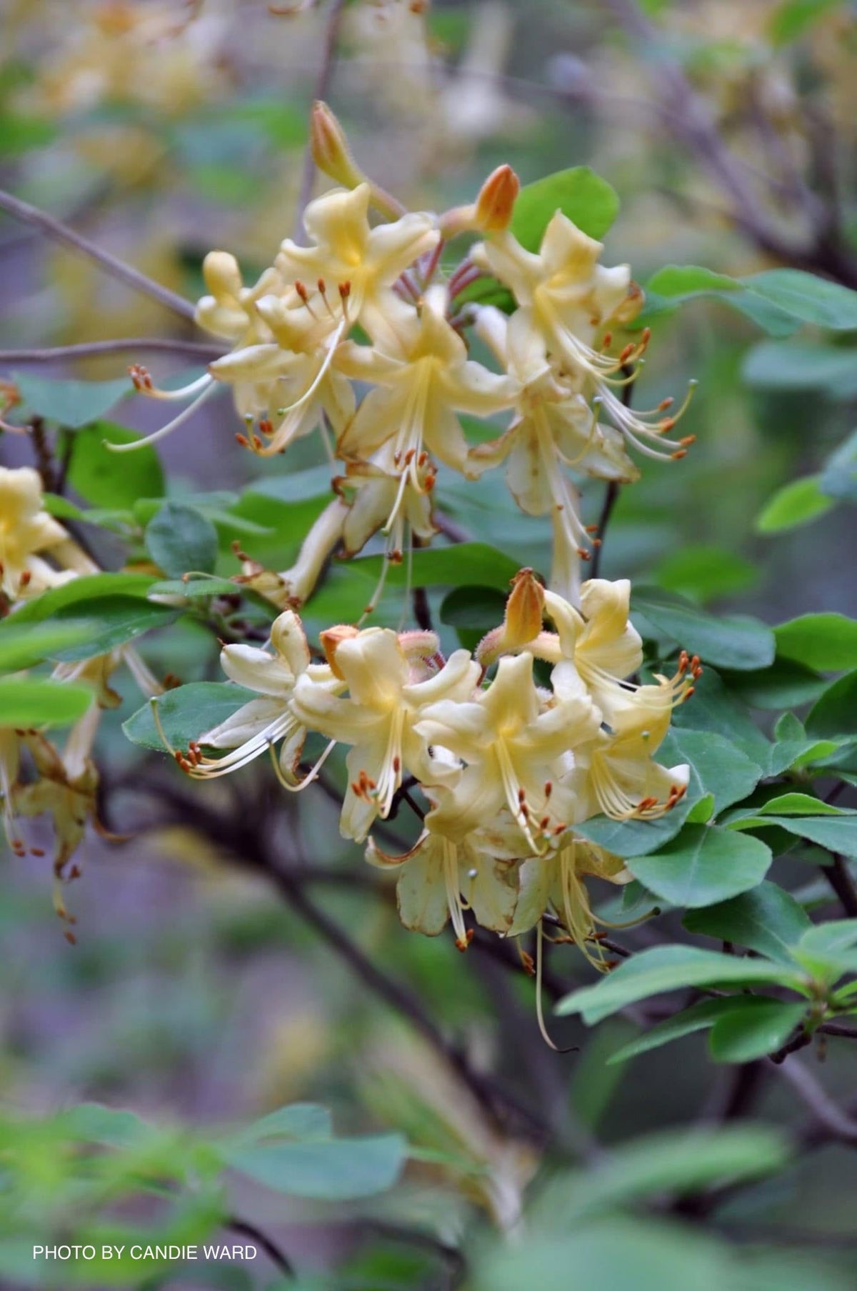 Azalea 'Yellow Delight’ Yellow Flowers Native Coastal Azalea — Mr Maple ...