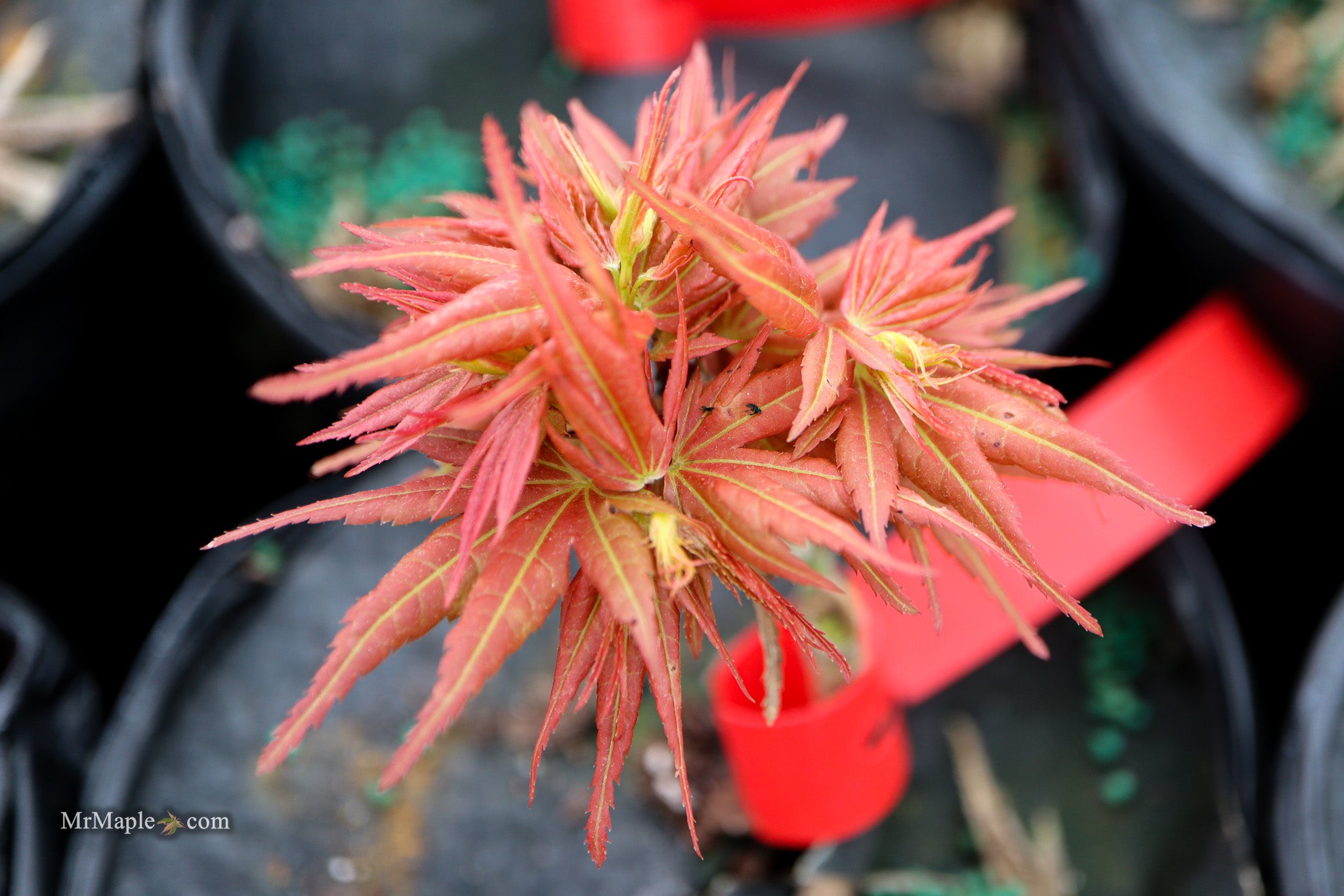 Buy Acer palmatum 'Bazinga' — Mr Maple │ Buy Japanese Maple Trees
