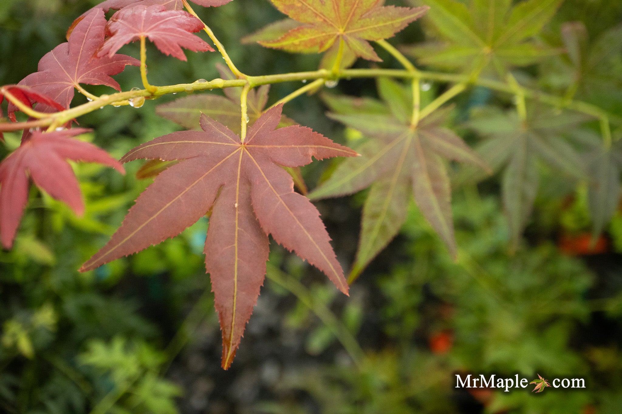 Buy Acer palmatum 'Beni hoshi' Ruby Stars Japanese Maple — Mr Maple ...