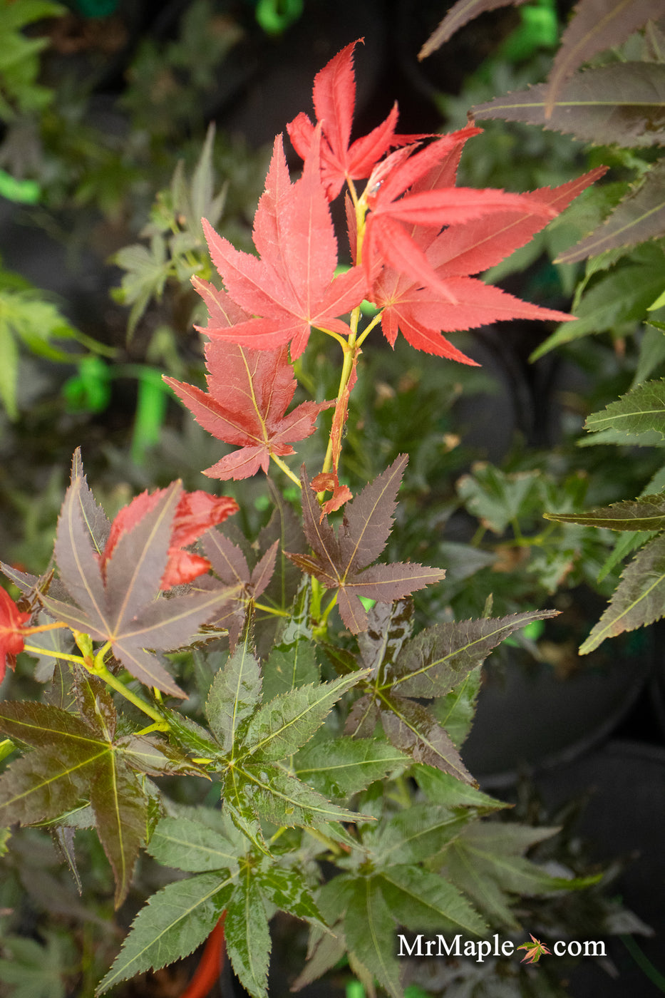 Buy Acer palmatum 'Beni hoshi' Ruby Stars Japanese Maple — Mr Maple ...