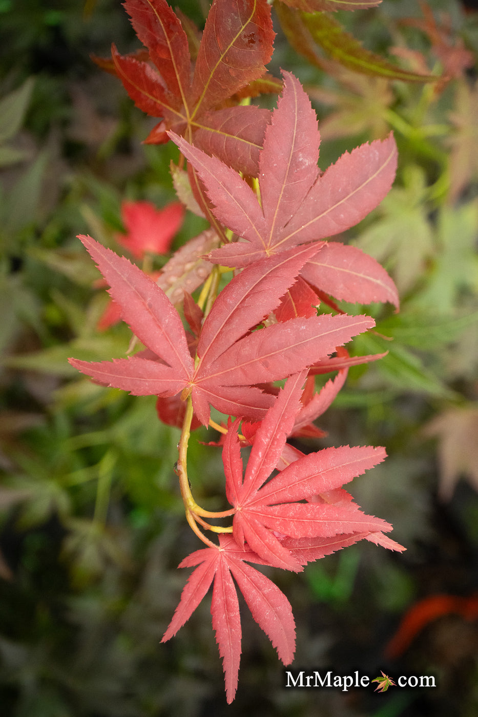 Buy Acer palmatum 'Beni hoshi' Ruby Stars Japanese Maple — Mr Maple ...