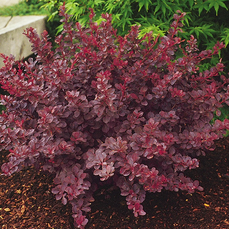 Buy Berberis thunbergii ‘Sunjoy Mini Maroon®’ Japanese Barberry — Mr ...