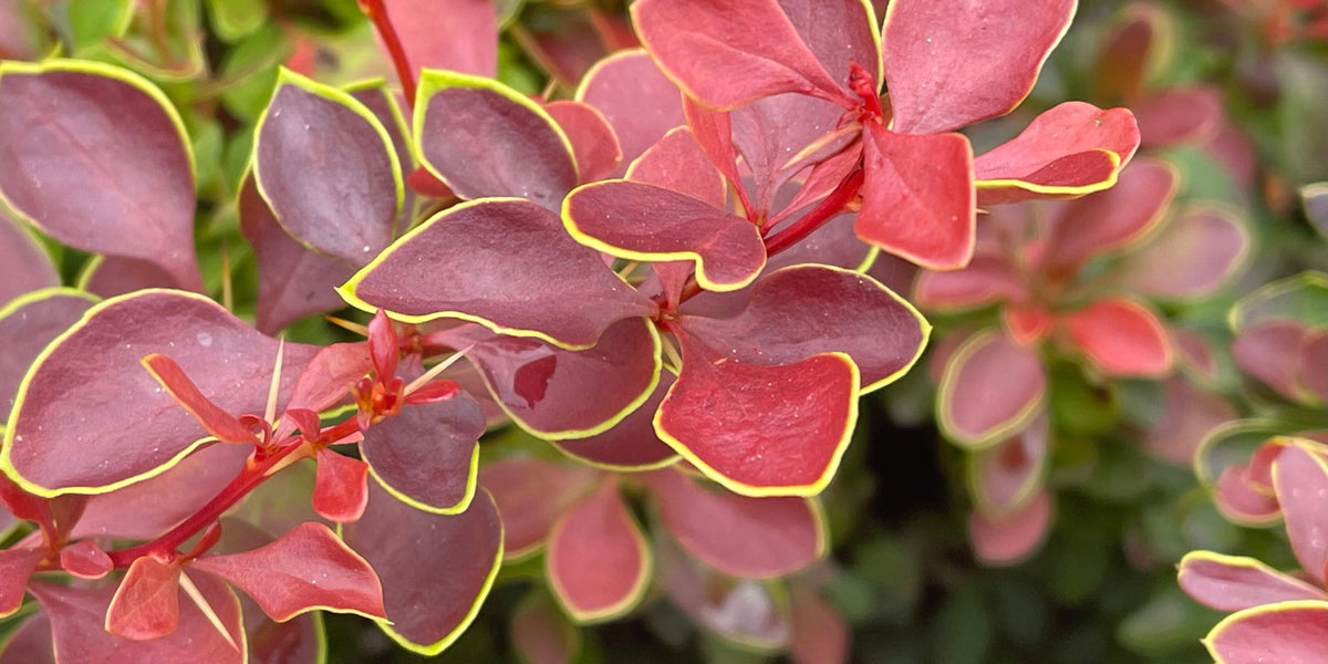 dwarf berberis