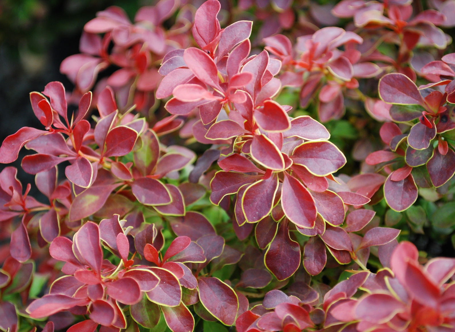 Buy Berberis thunbergii ‘Admiration’ Dwarf Japanese Barberry — Mr Maple ...