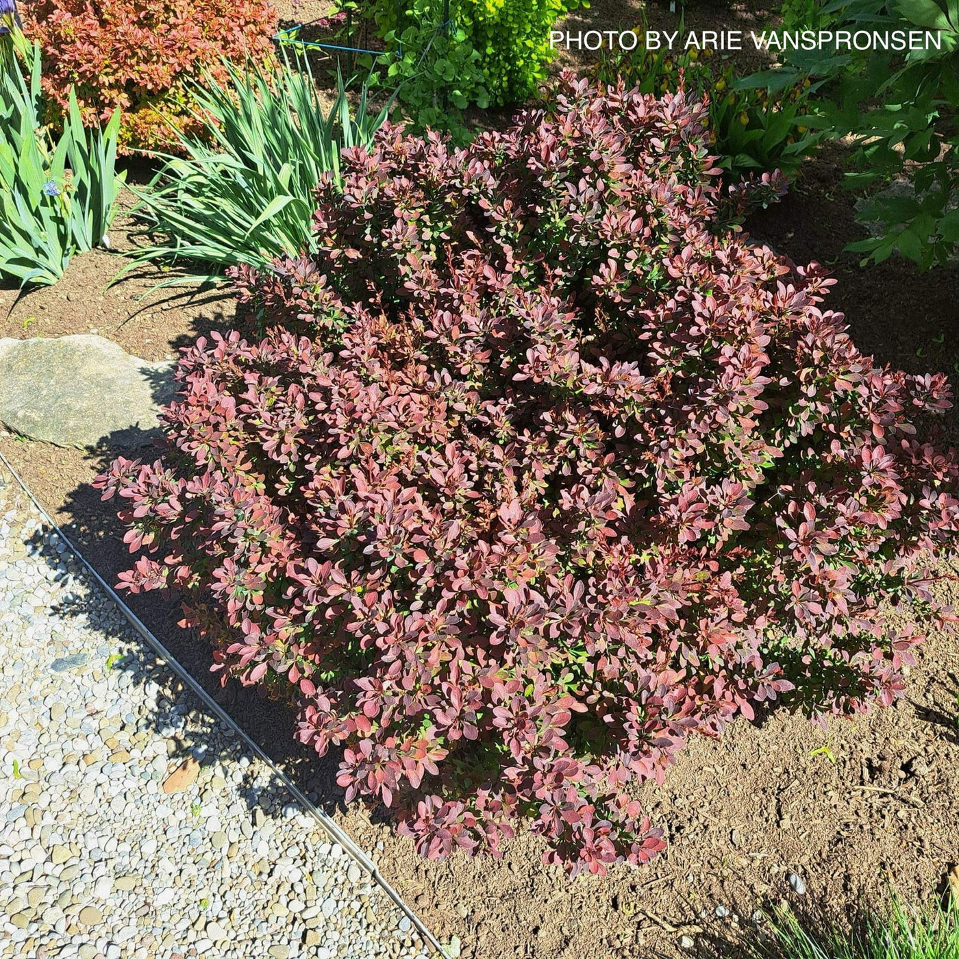 Buy Berberis thunbergii ‘Crimson Pygmy’ Japanese Barberry — Mr Maple ...