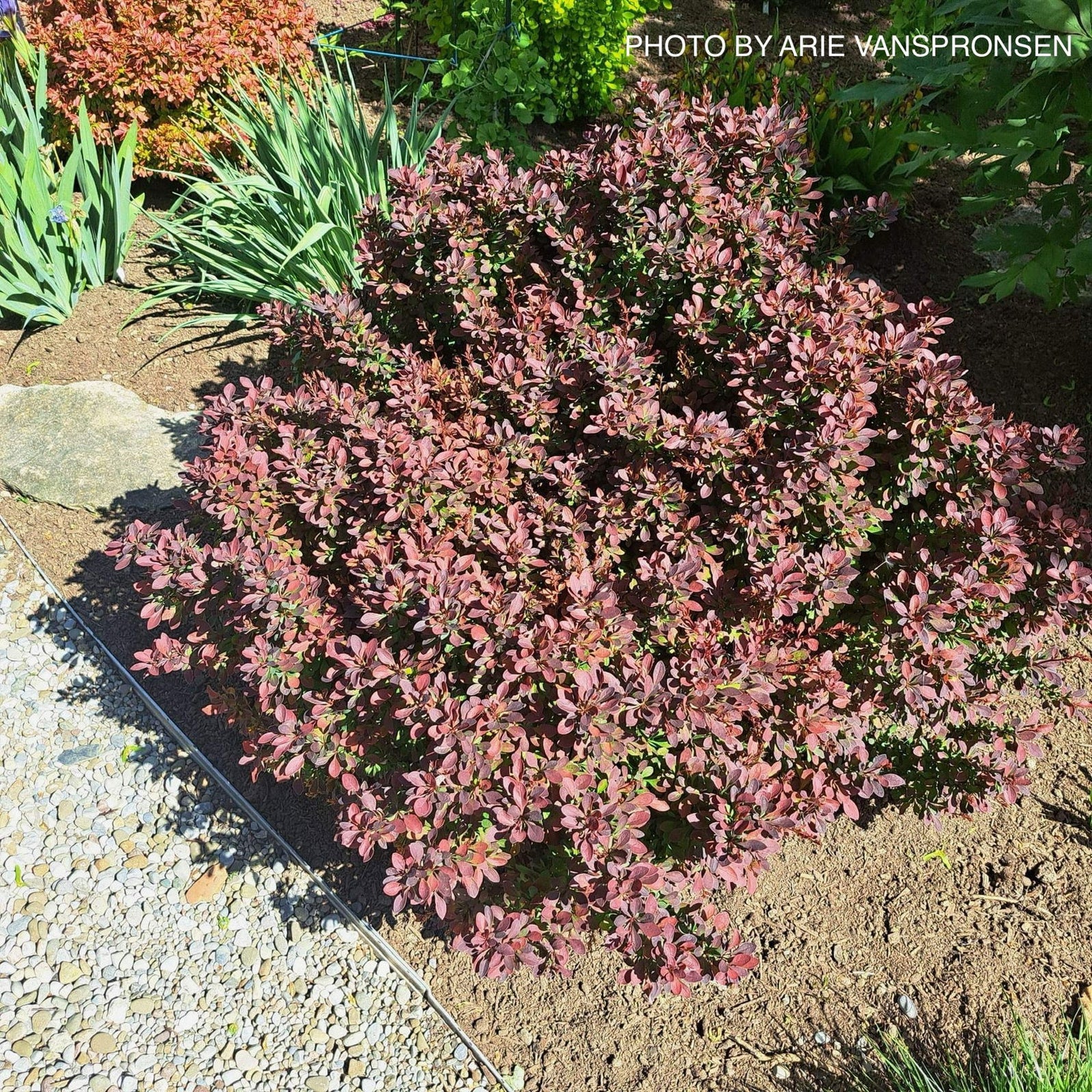 Buy Berberis thunbergii ‘Crimson Pygmy’ Japanese Barberry — Mr Maple ...