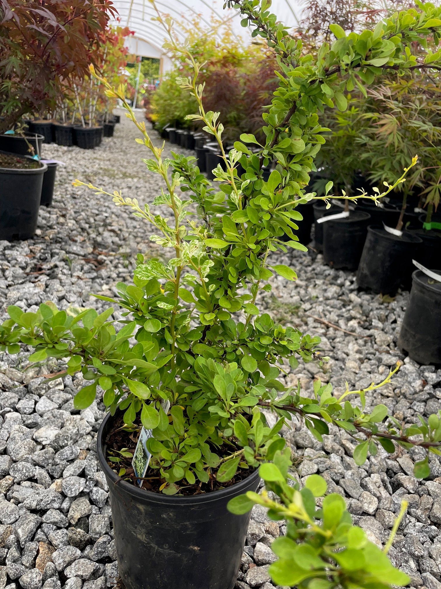Buu Berberis thunbergii ‘Lime Glow’ Japanese Barberry — Mr Maple │ Buy ...