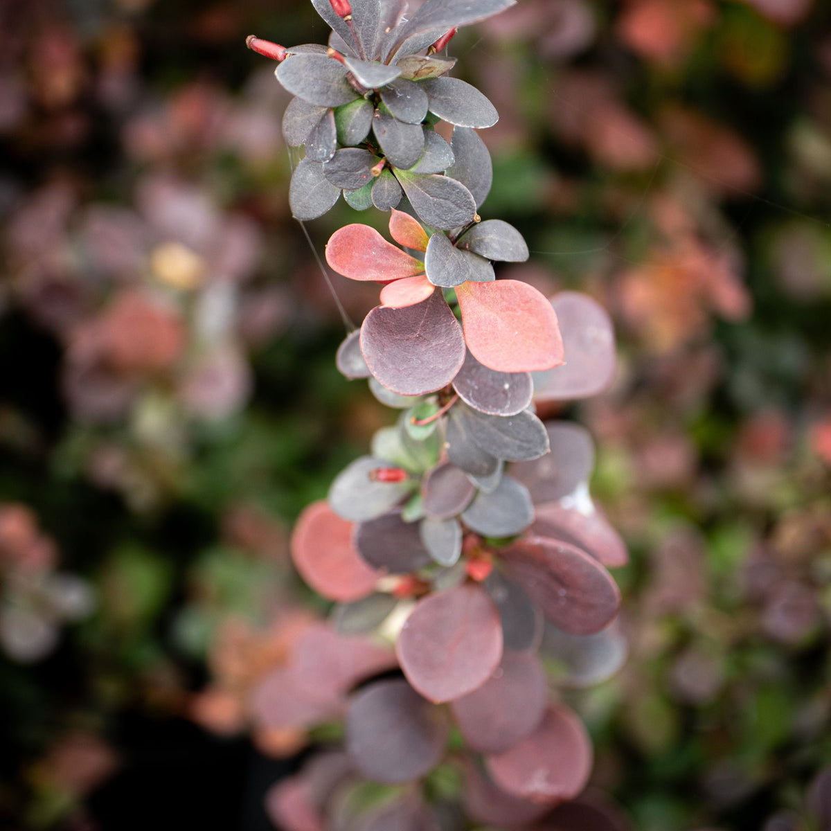 Buy Berberis thunbergii ‘Sunjoy Mini Maroon®’ Japanese Barberry — Mr ...