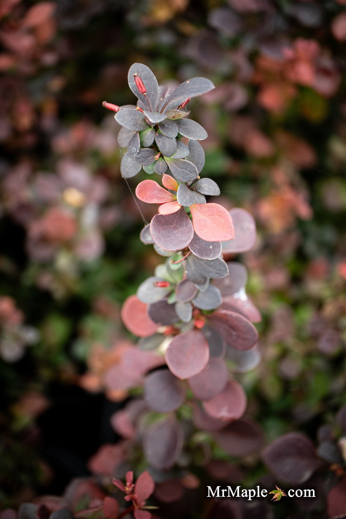 Buy Berberis thunbergii ‘Sunjoy Mini Maroon®’ Japanese Barberry — Mr ...