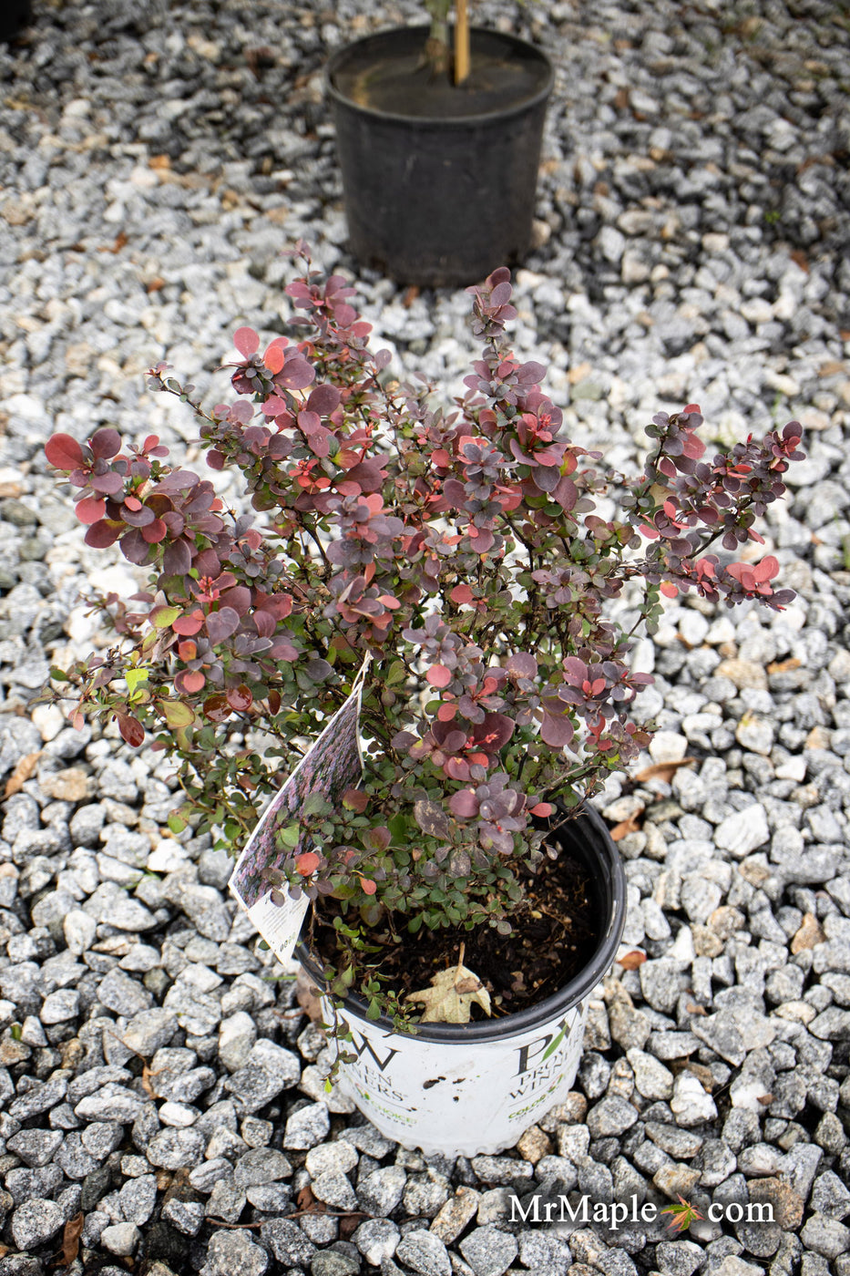 Buy Berberis thunbergii ‘Sunjoy Mini Maroon®’ Japanese Barberry — Mr ...