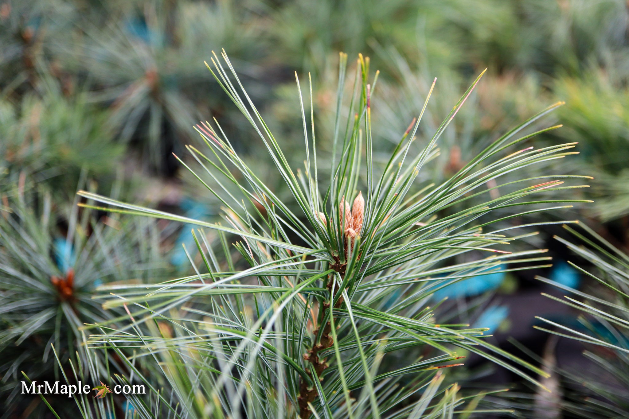 Buy Pinus strobus 'Biltmore Blue' Dwarf White Pine — Mr Maple │ Buy ...