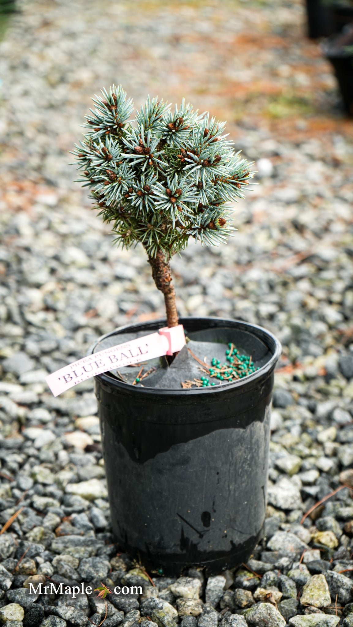 Buy Picea pungens ‘Blue Ball' Colorado Spruce — Mr Maple │ Buy Japanese ...