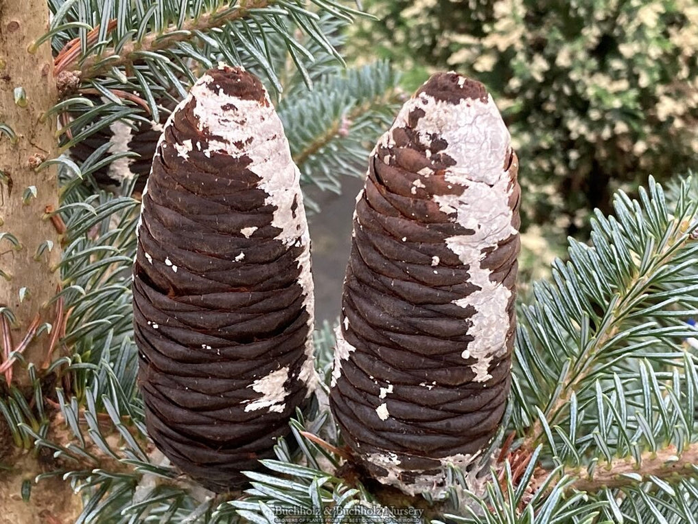 Buy Abies koreocarpa 'Hurricane Blue' Blue Fir — Mr Maple │ Buy ...