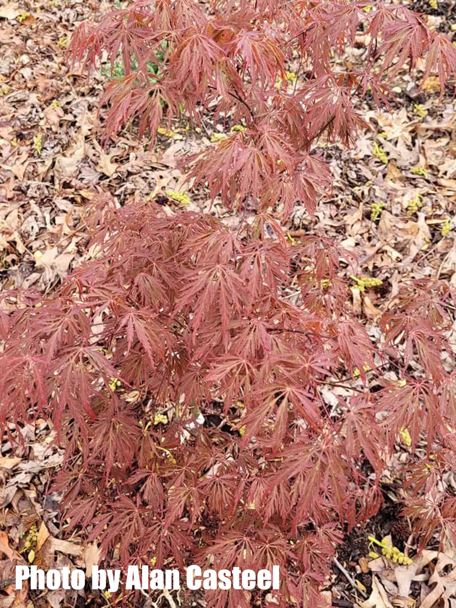 Buy Laceleaf Japanese Maples — Mr Maple │ Buy Japanese Maple Trees
