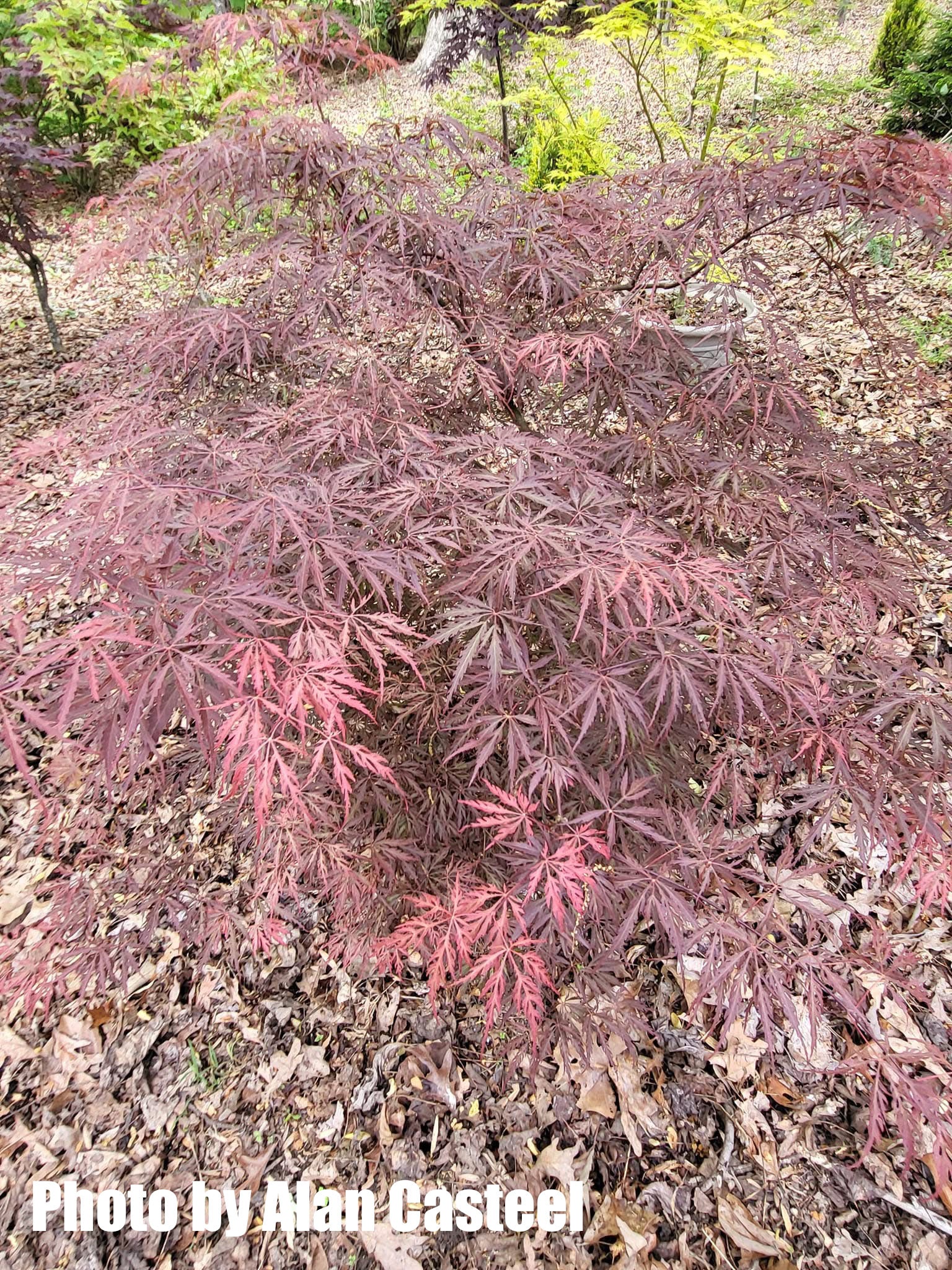 Buy Acer palmatum dissectum 'Crimson Princess' Dwarf Weeping Japanese ...