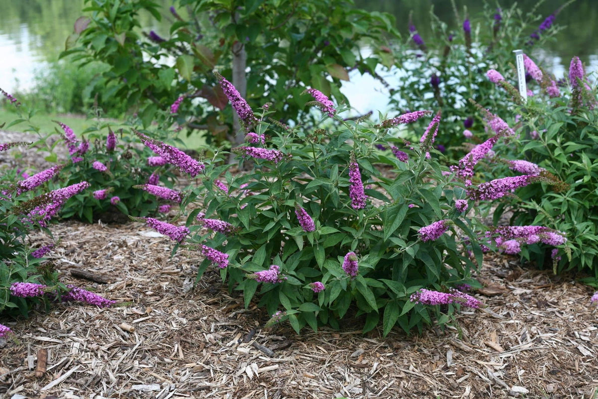Buy Buddleia x 'Pink Micro Chip' Pink Flowering Butterflybush — Mr ...