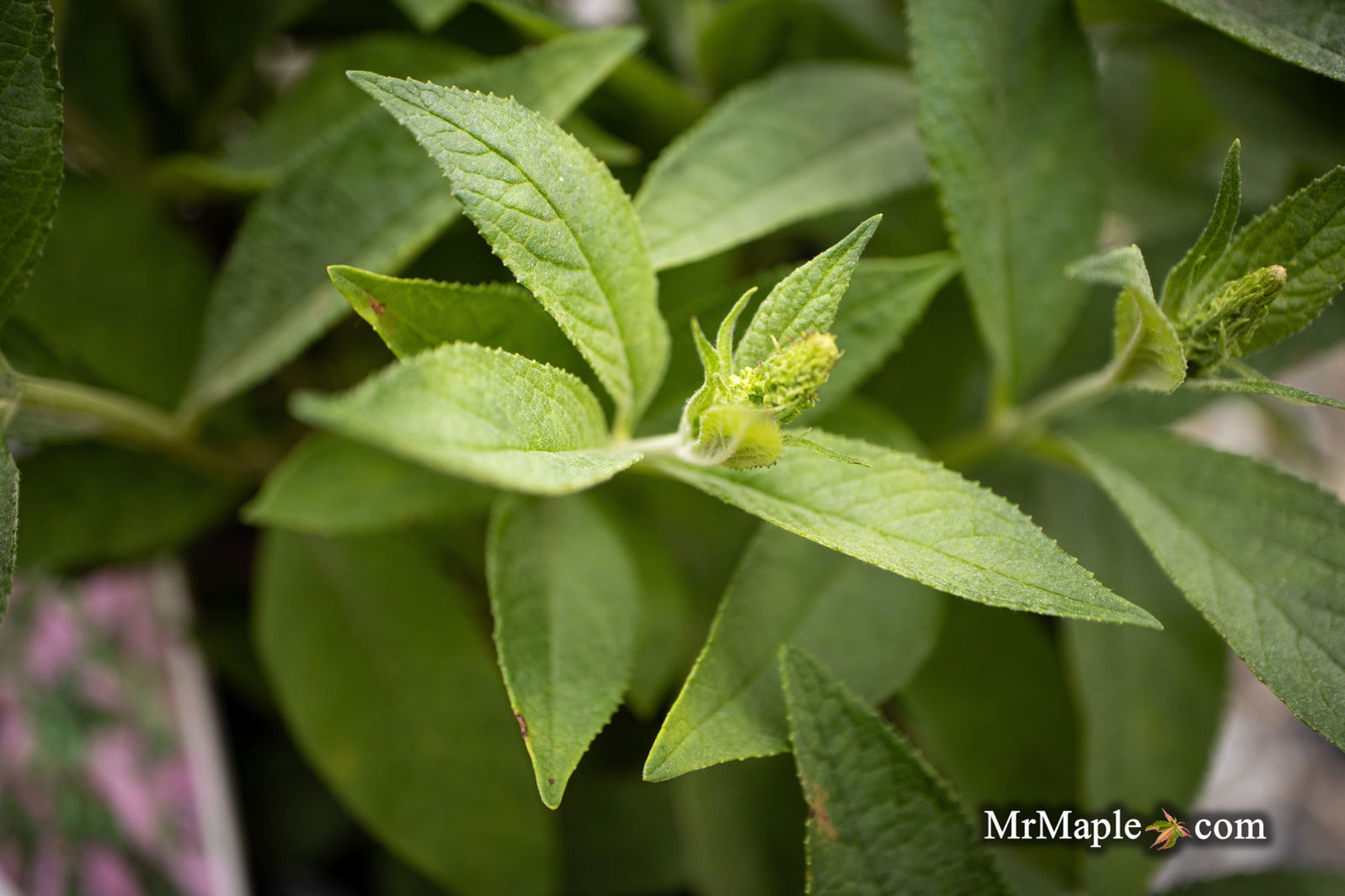 Buy Buddleia x 'Pink Micro Chip' Pink Flowering Butterflybush — Mr ...