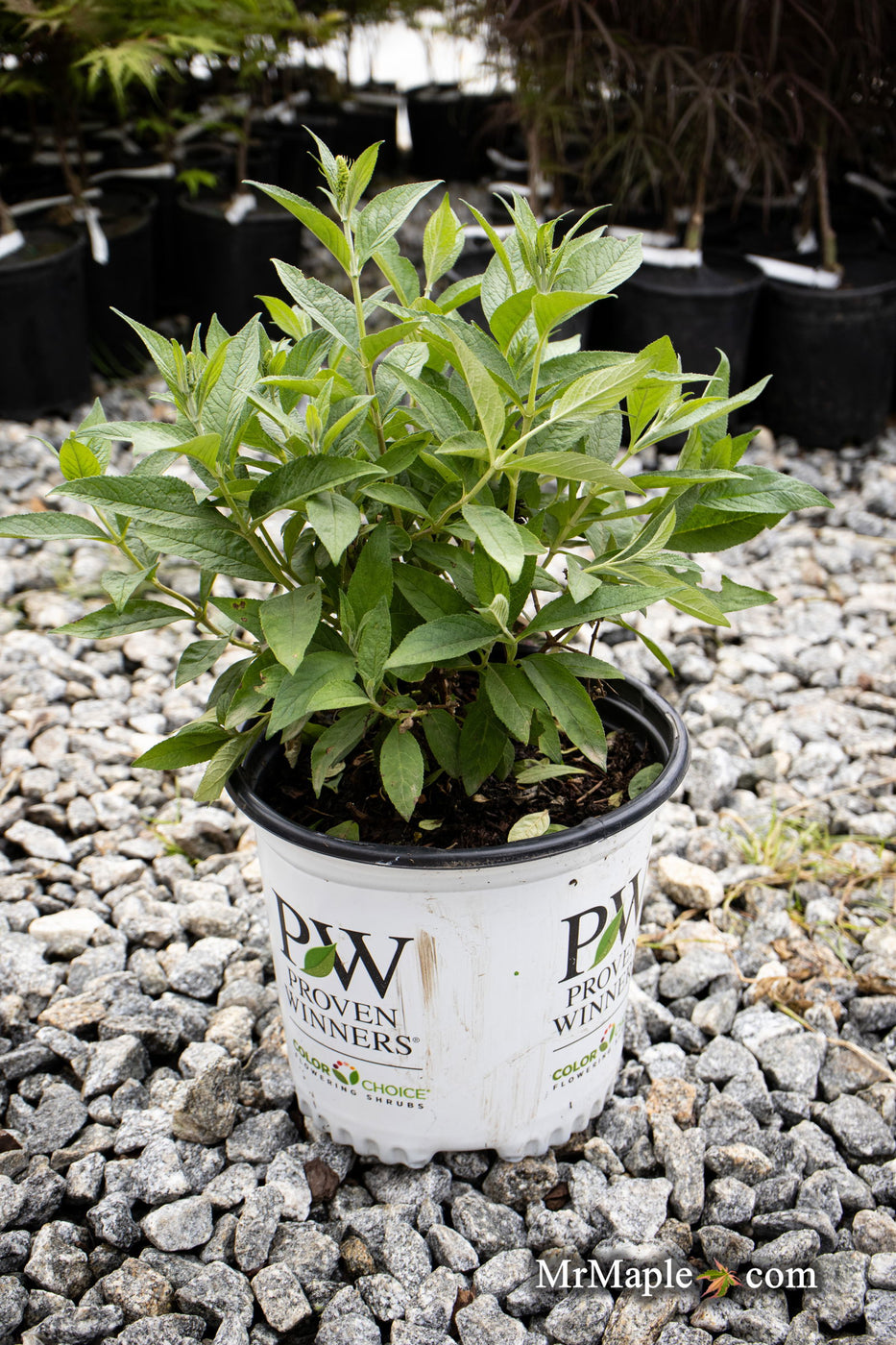 Buy Buddleia x 'Pink Micro Chip' Pink Flowering Butterflybush — Mr ...