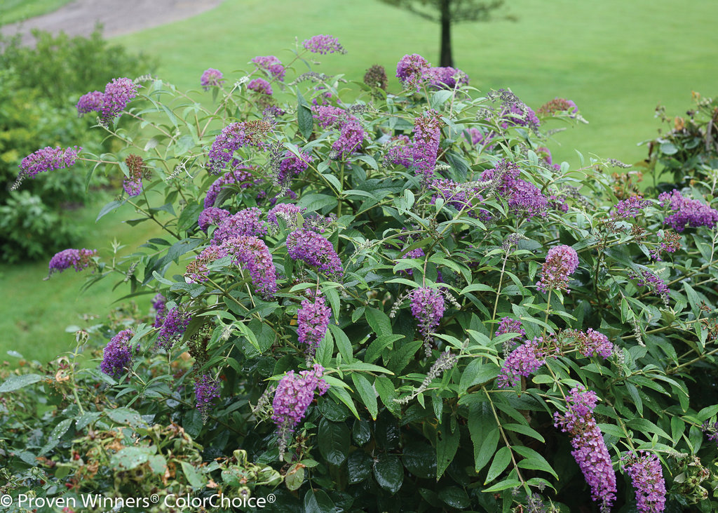 Buy Rare Plants — Mr Maple │ Buy Japanese Maple Trees