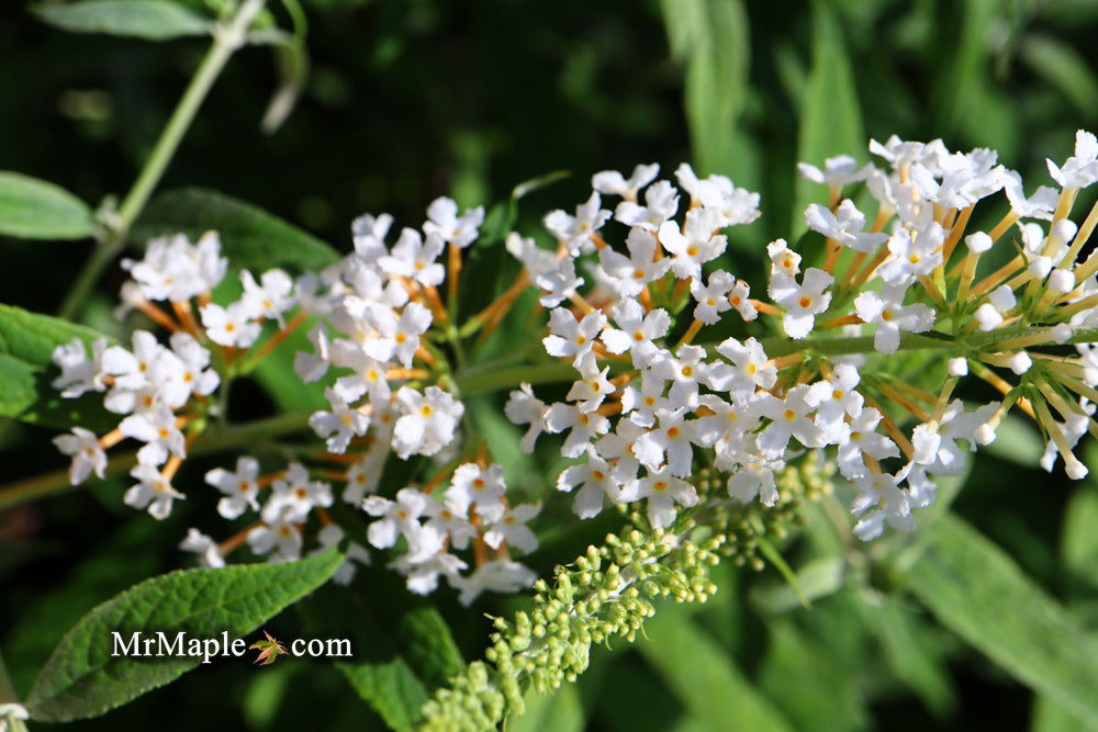 Buy Buddleia davidii 'White Ball' Butterflybush — Mr Maple │ Buy ...