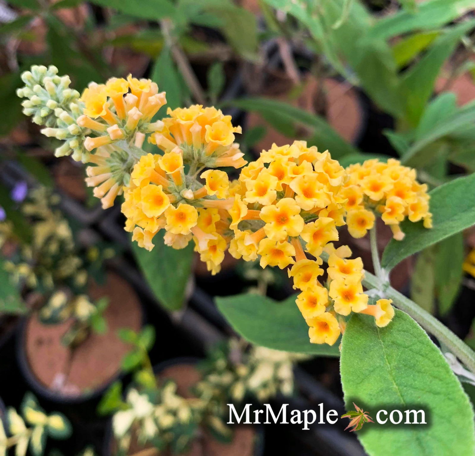 Buy Buddleia x weyeriana 'Honeycomb' Yellow Butterflybush — Mr Maple ...