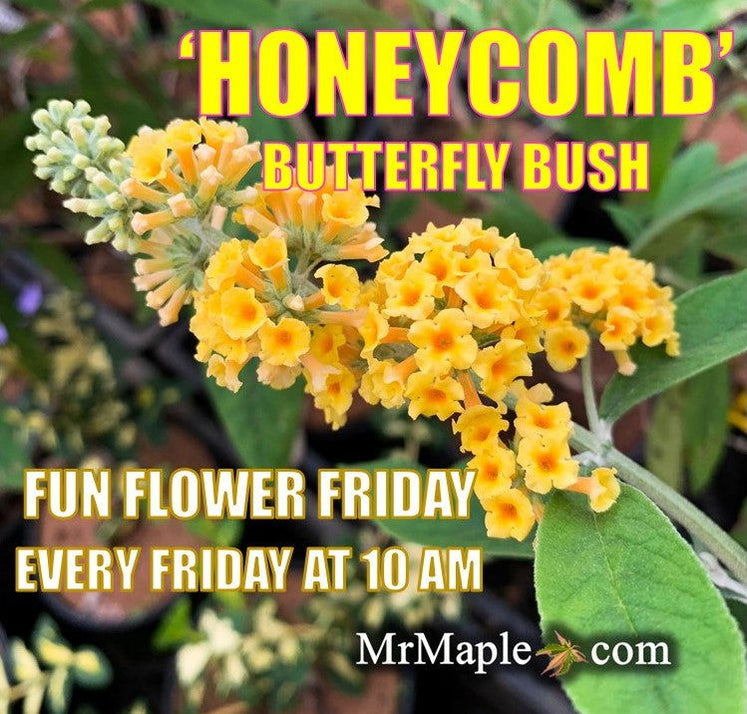 Buy Buddleia x weyeriana 'Honeycomb' Yellow Butterflybush — Mr Maple ...