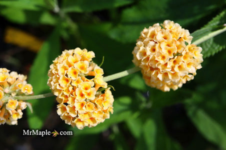 Buy Buddleia x weyeriana 'Honeycomb' Yellow Butterflybush — Mr Maple ...