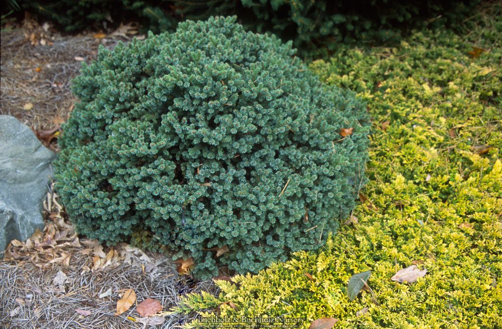 Buy Picea glauca 'Burning Well' White Spruce — Mr Maple │ Buy Japanese ...