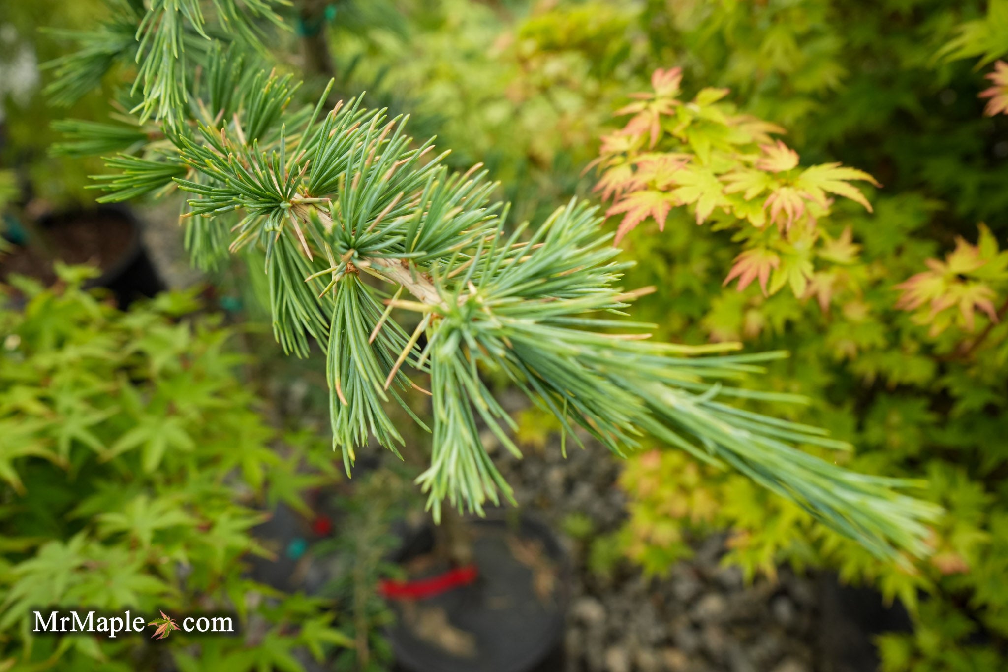 Buy Cedrus deodara 'Electra Blue' Conical Blue Deodara Cedar — Mr Maple ...