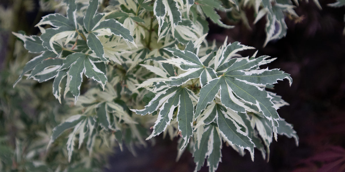 Buy Acer palmatum 'Butterfly' Japanese Maple — Mr Maple │ Buy Japanese ...