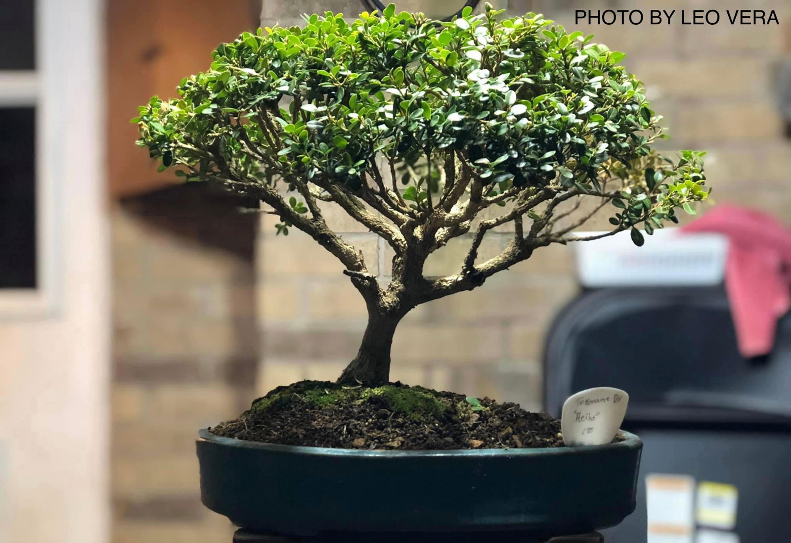 Buy Buxus sempervirens 'Morris Midget' Dwarf Boxwood — Mr Maple │ Buy ...
