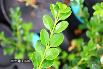 Buy Buxus sempervirens 'Unraveled' Dwarf Weeping Boxwood — Mr Maple ...