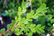 Buy Buxus sempervirens 'Unraveled' Dwarf Weeping Boxwood — Mr Maple ...