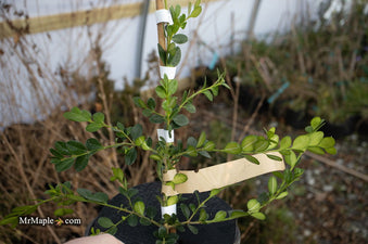 Buy Buxus sempervirens 'Unraveled' Dwarf Weeping Boxwood — Mr Maple ...