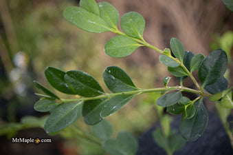 Buy Buxus sempervirens 'Unraveled' Dwarf Weeping Boxwood — Mr Maple ...