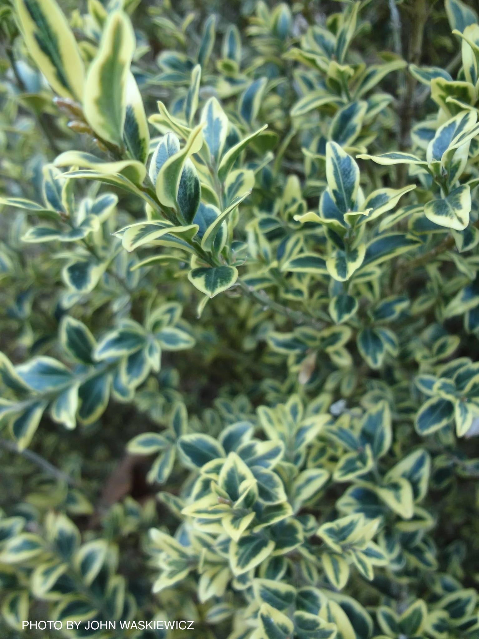 Buy Buxus sempervirens 'Aureovariegata' Variegated Boxwood — Mr Maple ...