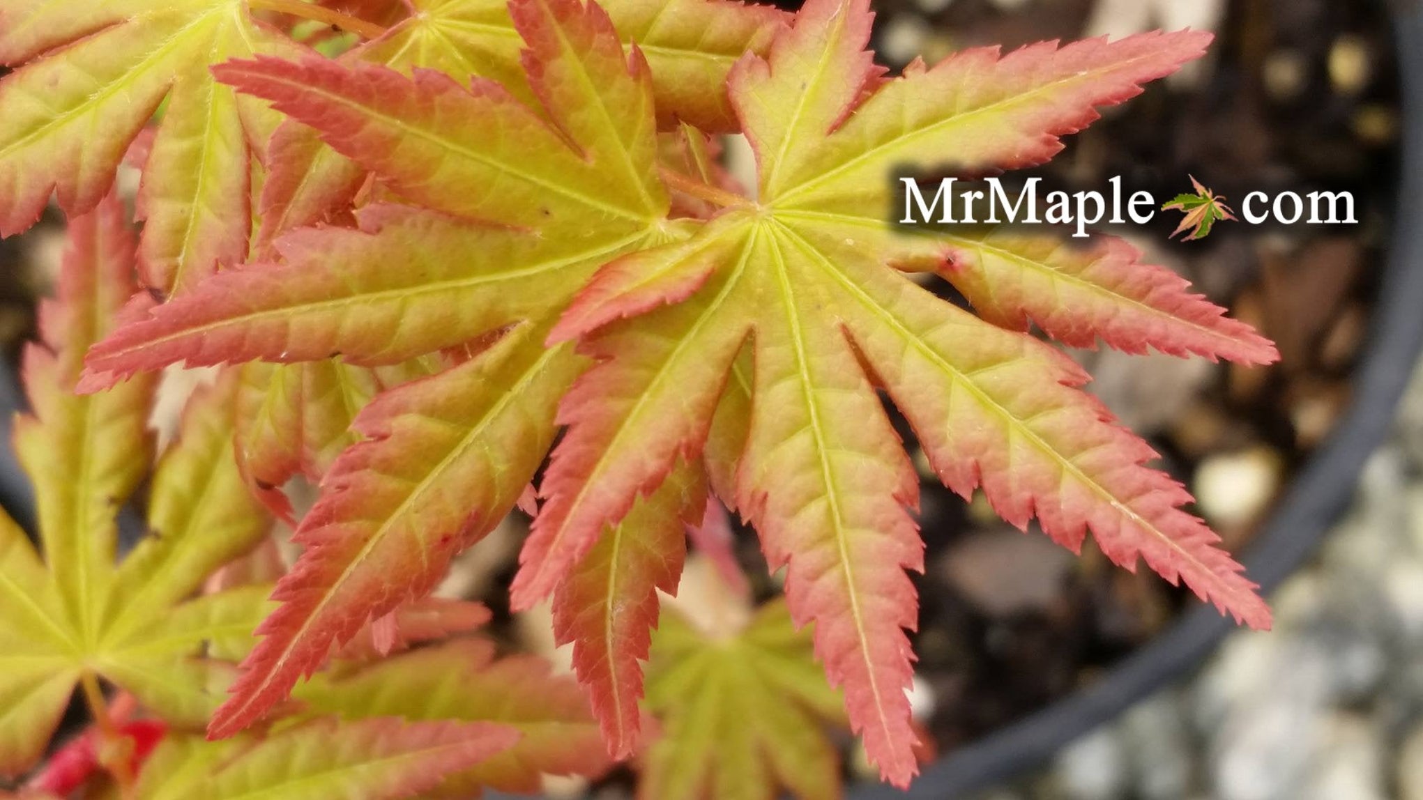 Buy-Acer palmatum 'Gold Digger' Yellow Coral Bark Japanese Maple — Mr ...