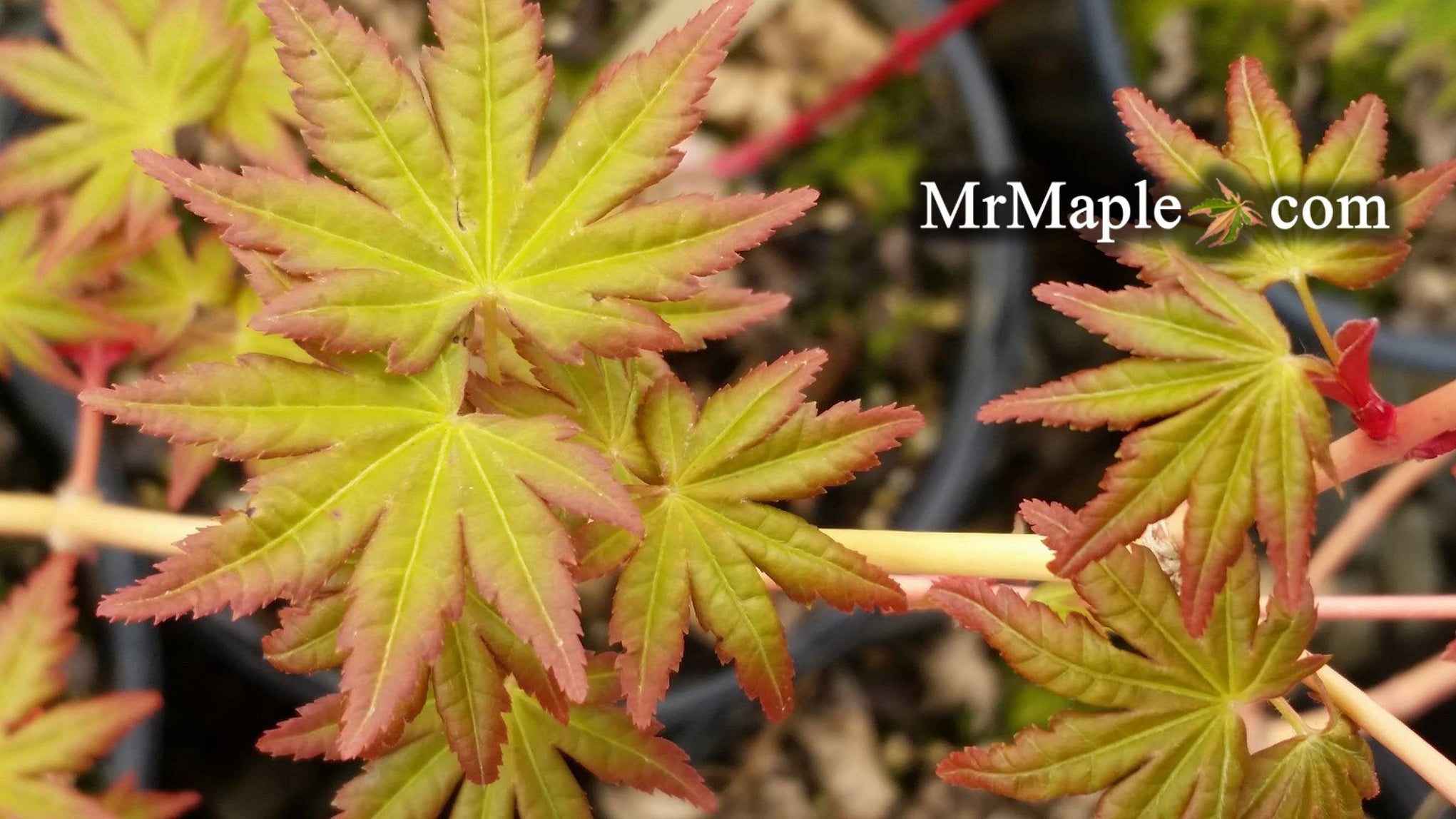 Buy-Acer palmatum 'Gold Digger' Yellow Coral Bark Japanese Maple — Mr ...