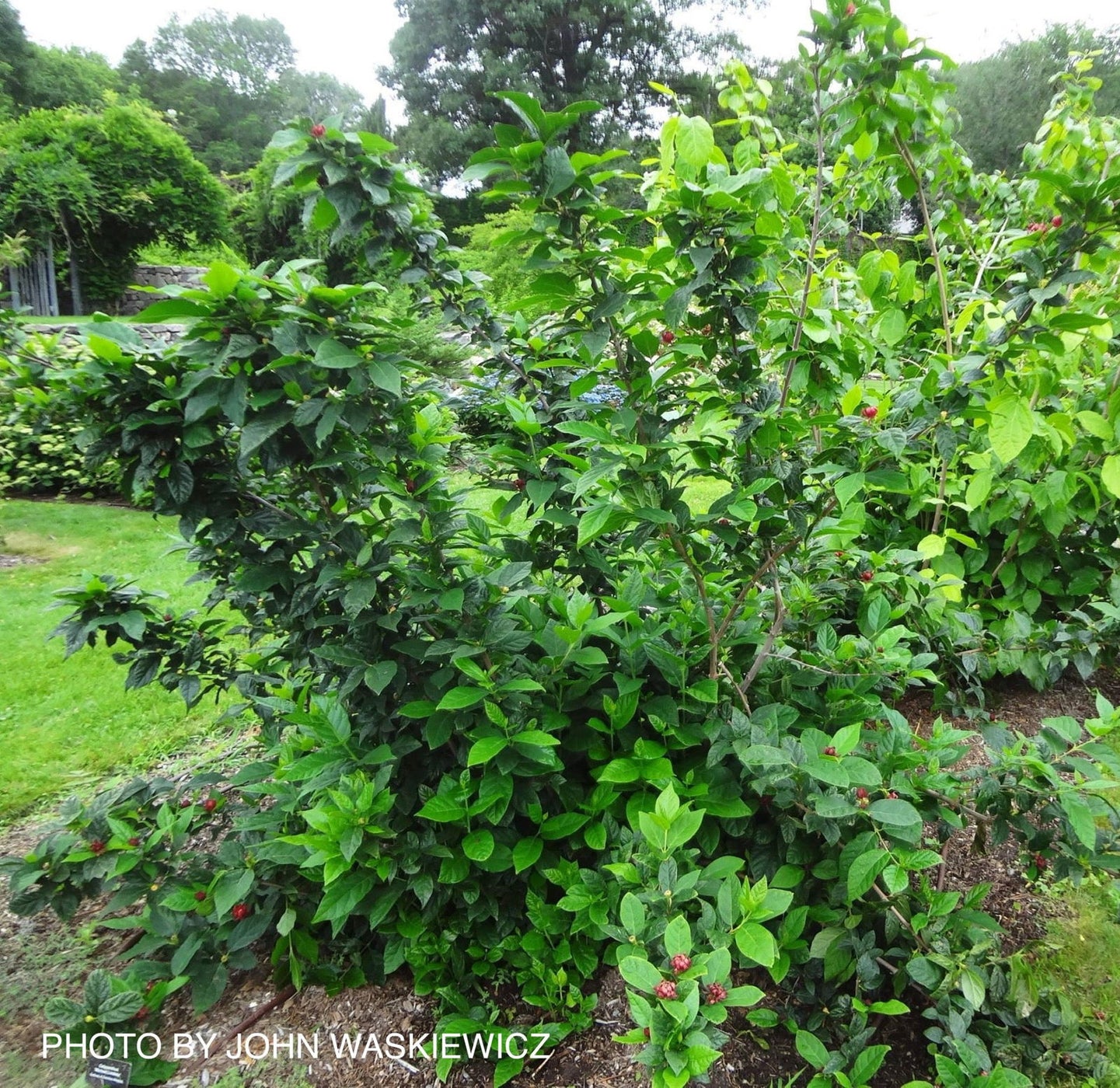 Buy Calycanthus floridus 'Michael Lindsey' Sweet shrub — Mr Maple │ Buy ...