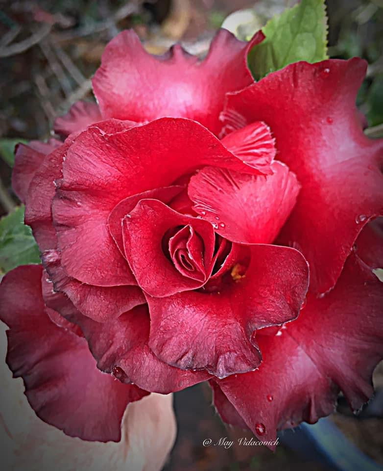 Buy Camellia japonica 'Black Magic' Red Flowering Camellia — Mr Maple ...
