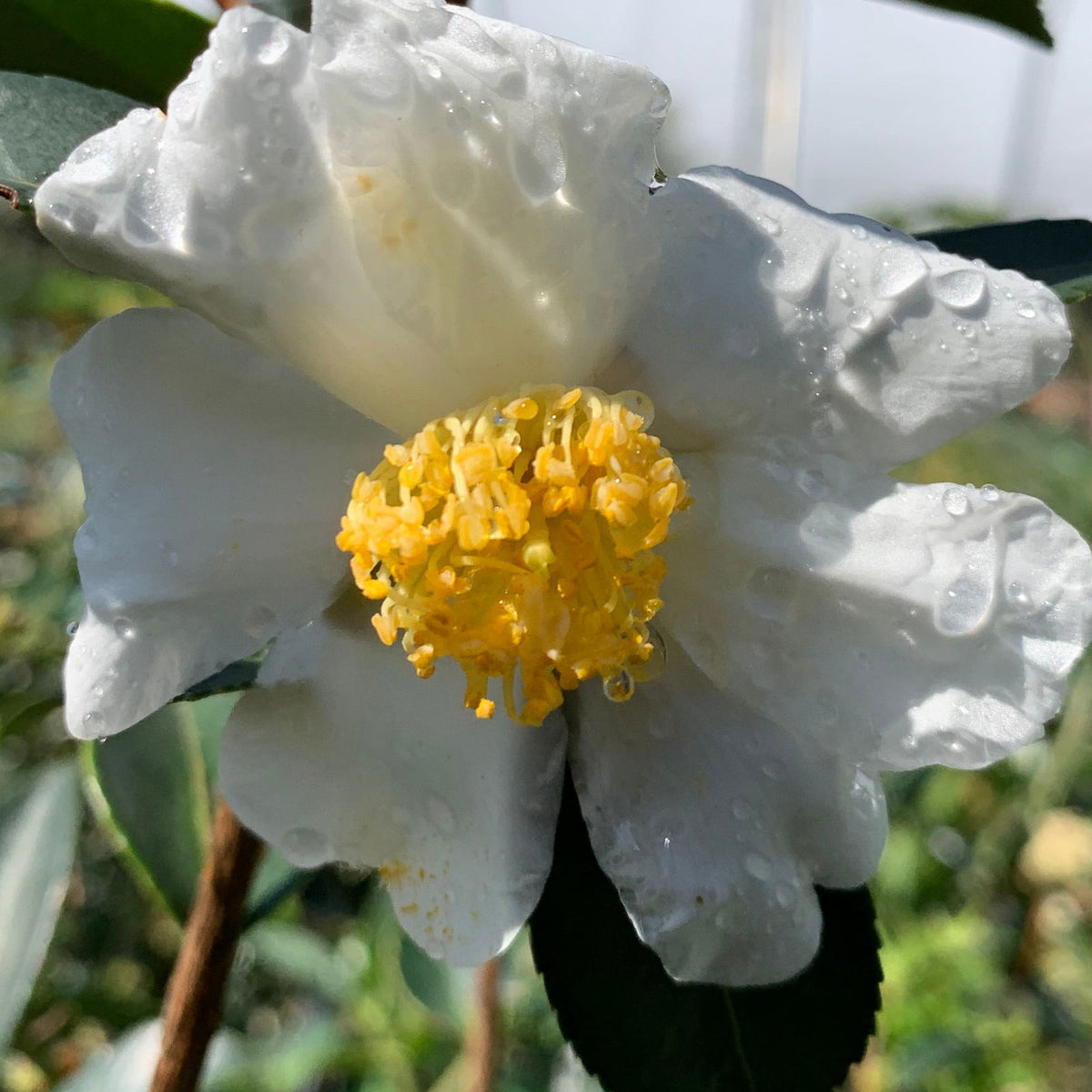 Buy Camellia oleifera 'Lu Shan Snow' Cold Hardy Zone 6 White Flowering ...