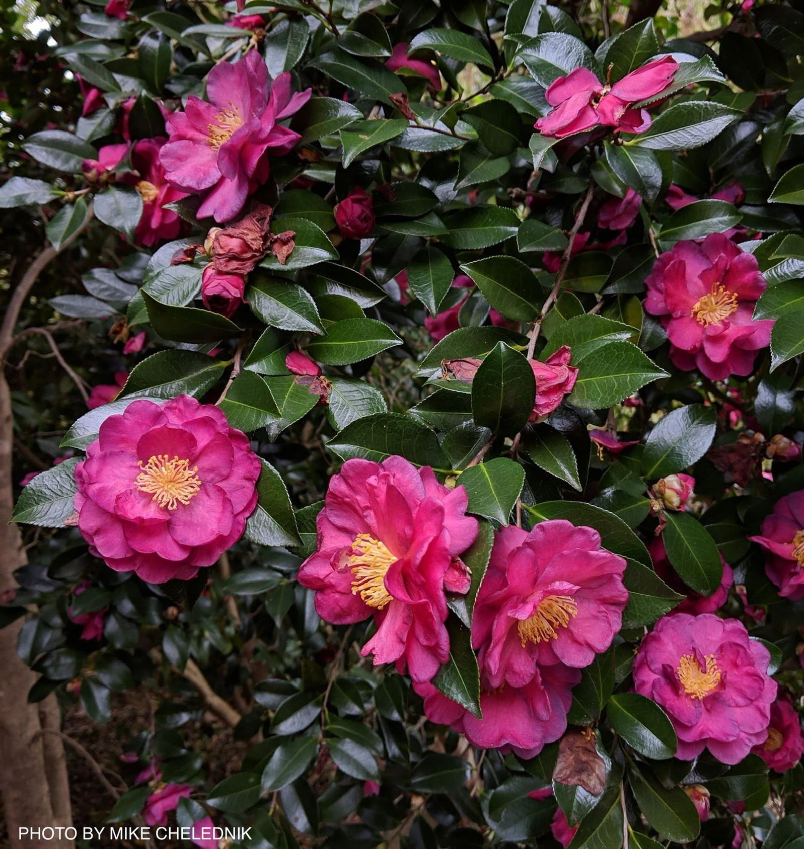 Buy Camellia sasanqua 'Kanjiro' Pink Semi-Double Flowering Camellia ...