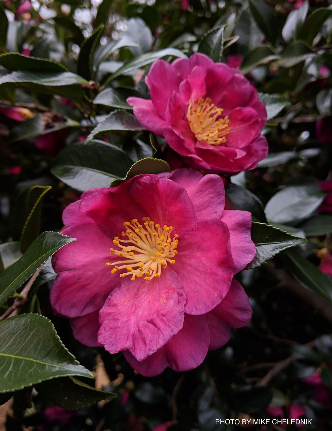 Buy Camellia sasanqua 'Kanjiro' Pink Semi-Double Flowering Camellia ...