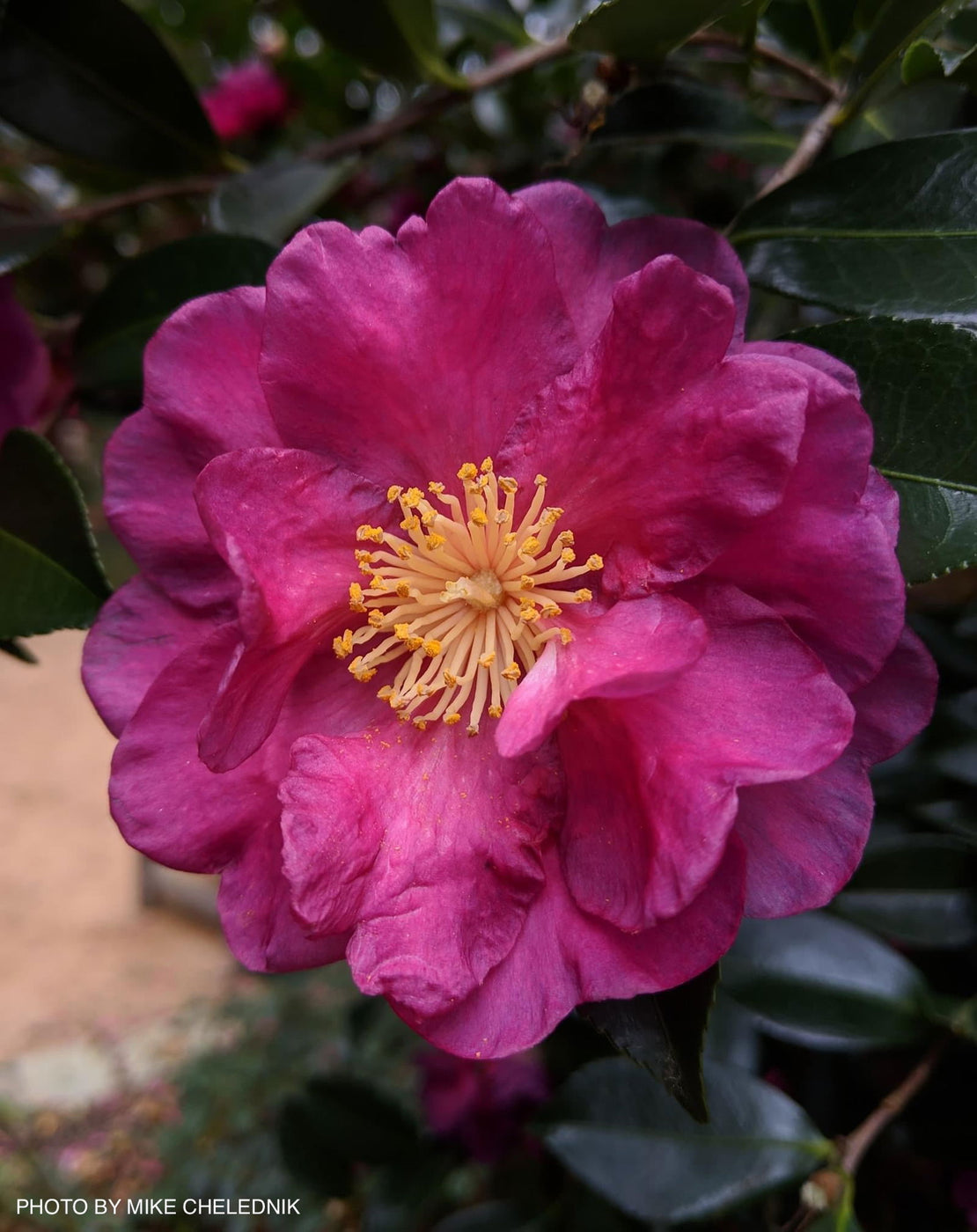 Buy Camellia sasanqua 'Kanjiro' Pink Semi-Double Flowering Camellia ...