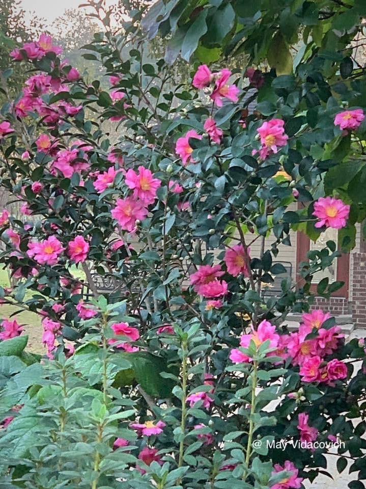Buy Camellia sasanqua 'Kanjiro' Pink Semi-Double Flowering Camellia ...